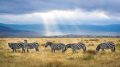 Quanto costa un safari in Tanzania: prezzi e budget 2025